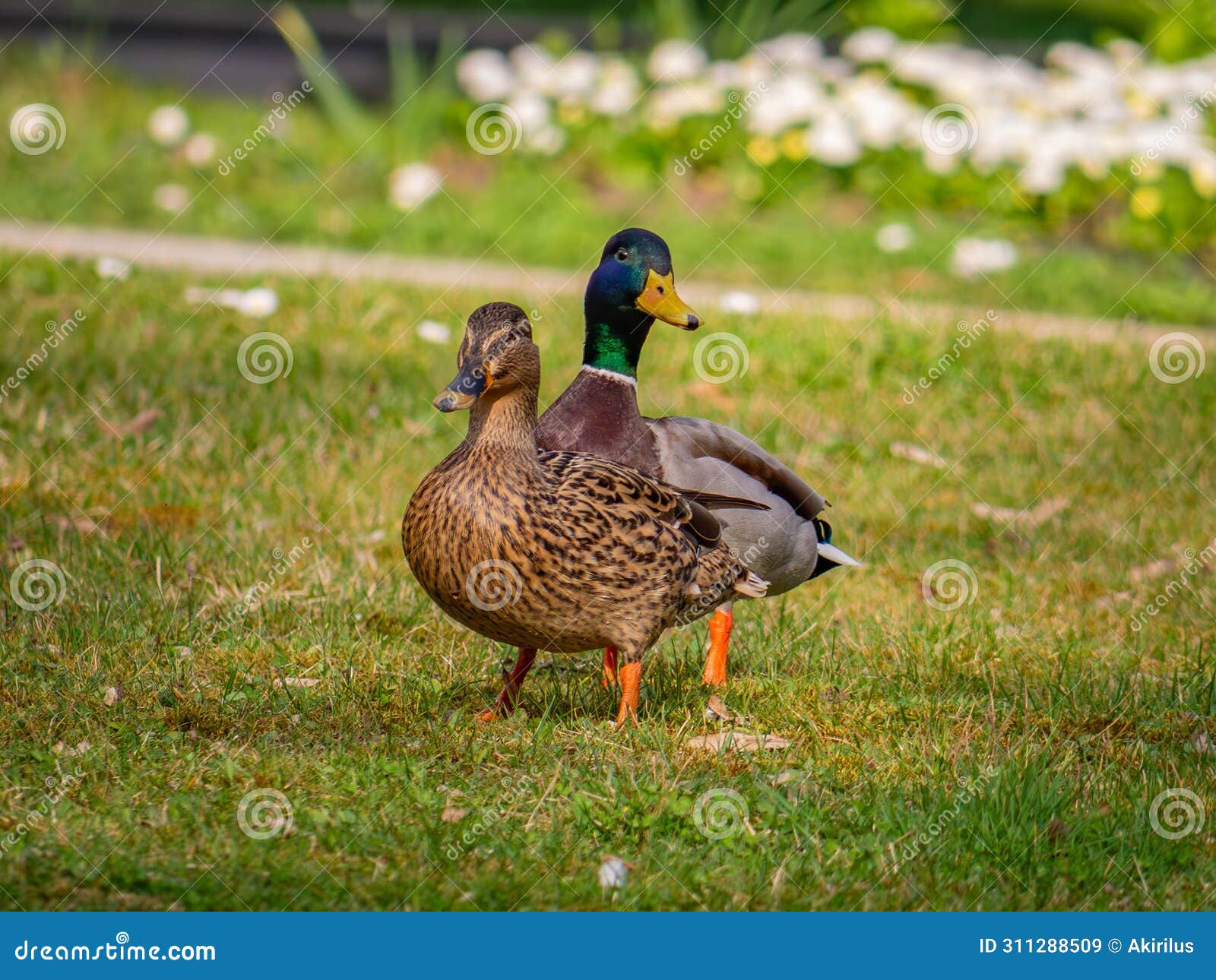 Posing Duck Recognizes Herself As An Important Person Stock Image ...