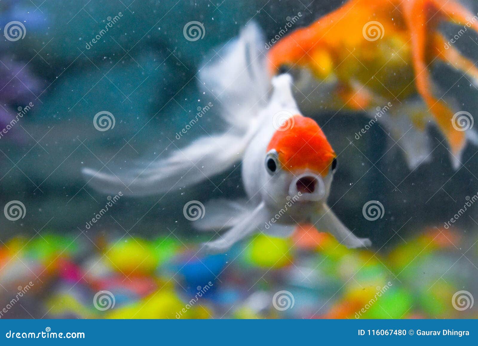 Posing fish stock photo. Image of fish, looking, food - 116067480