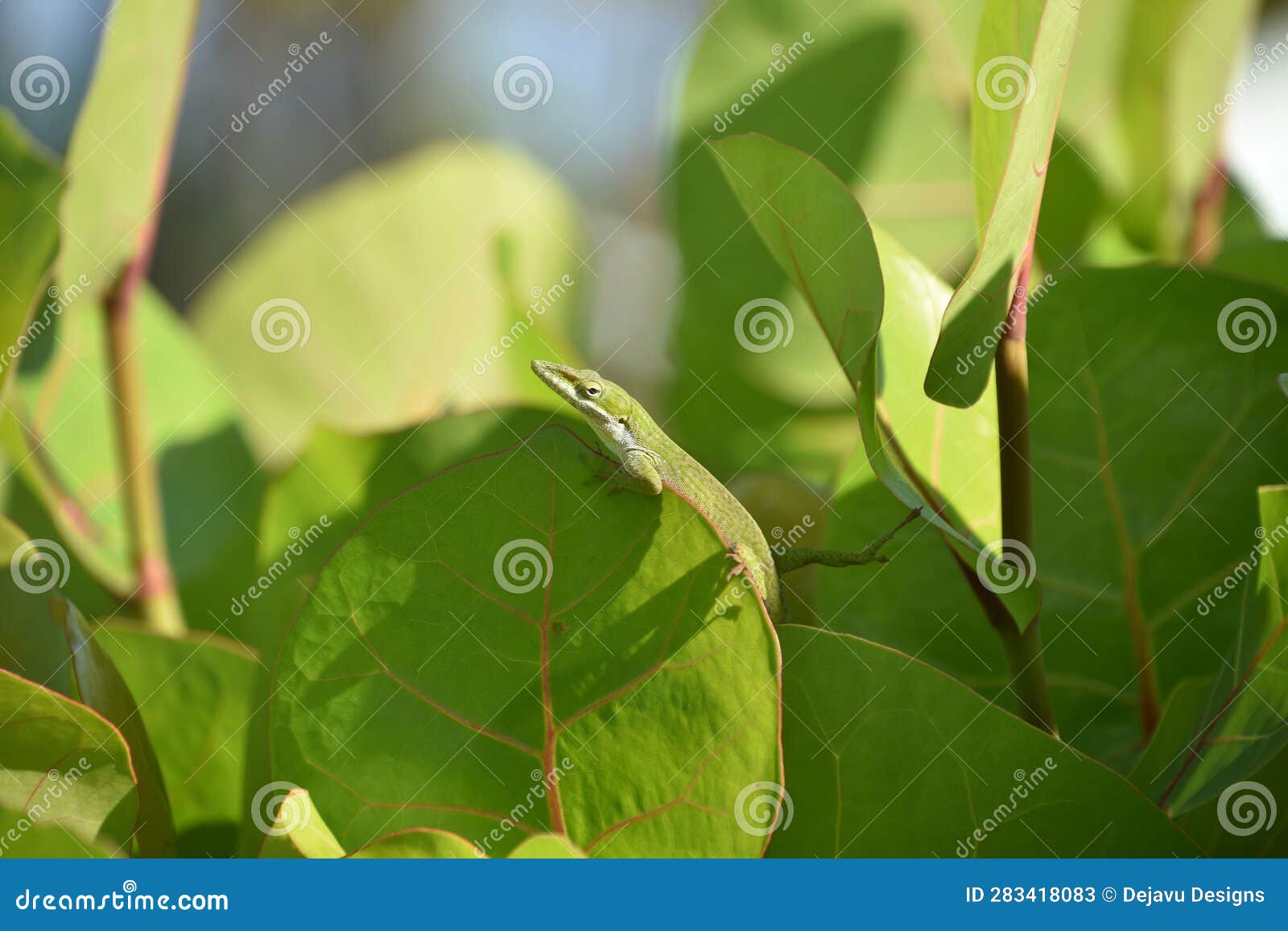 Posing Green Gecko Lizard on a Green Leaf Stock Image - Image of ...