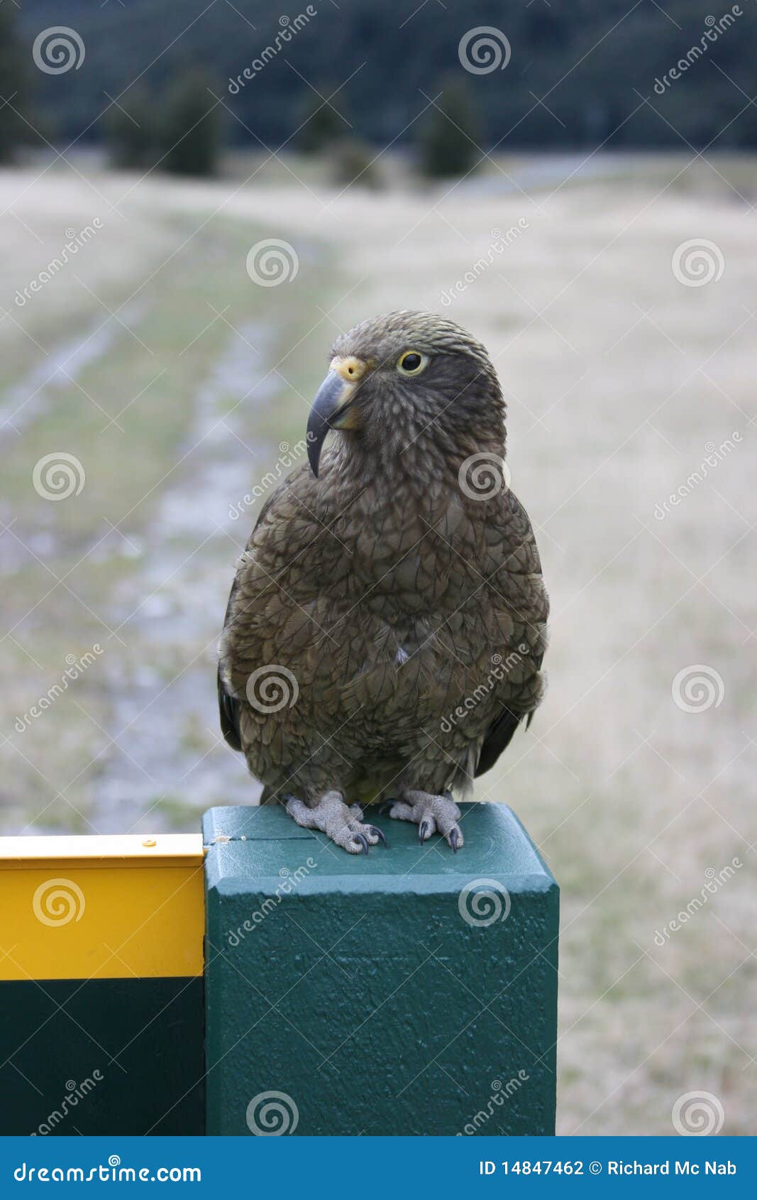 Posing Kea stock photo. Image of cuddly, face, beauty - 14847462