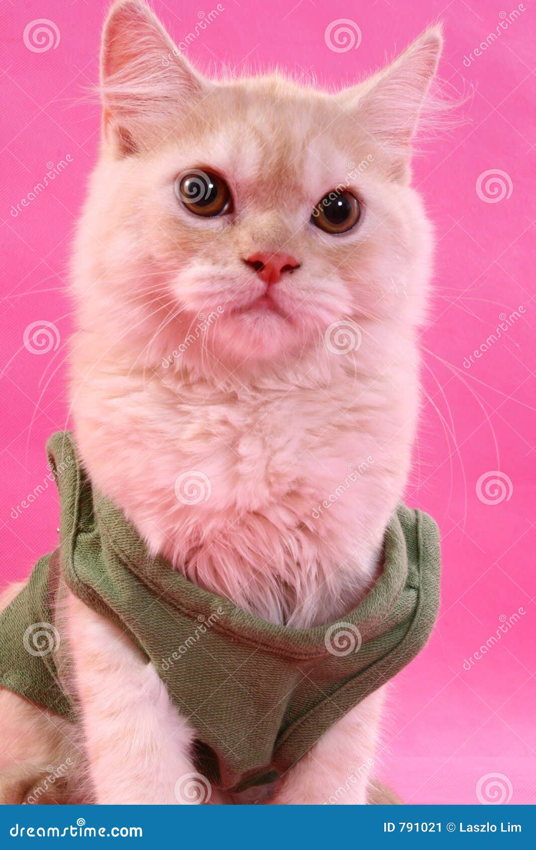 Posing kitty stock image. Image of pose, animal, clothed - 791021