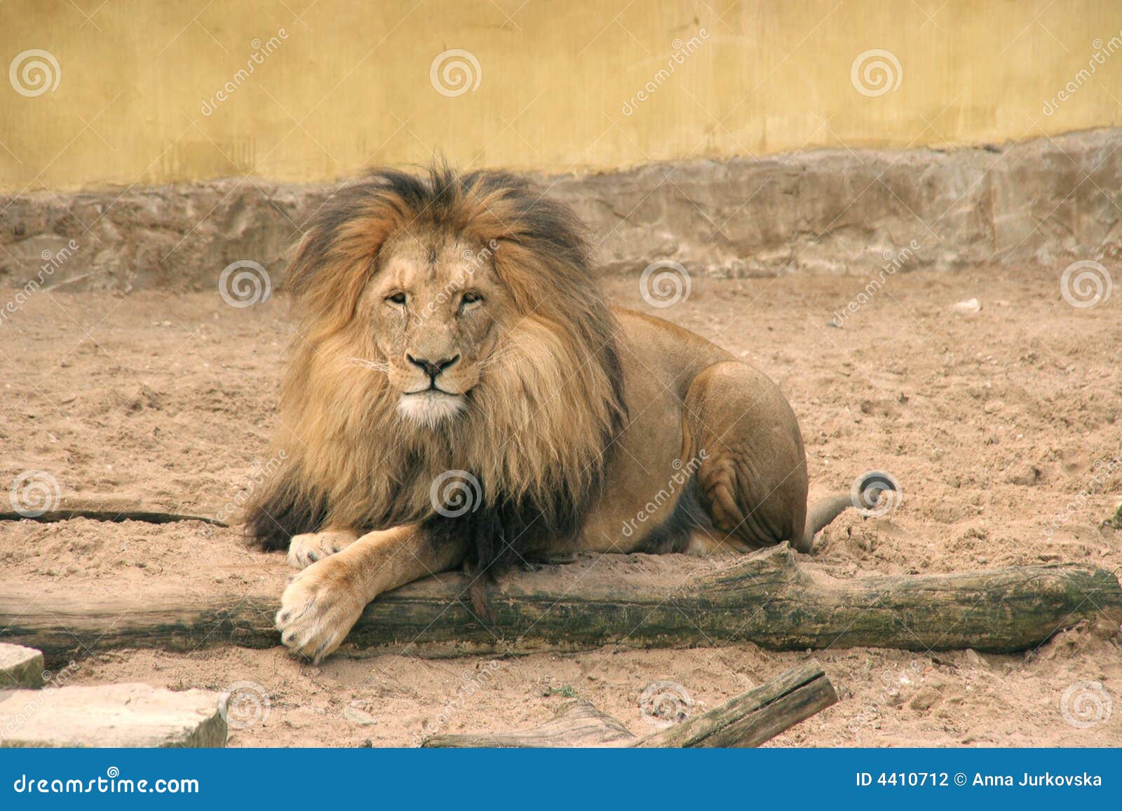 Posing lion stock photo. Image of beautiful, wilderness - 4410712