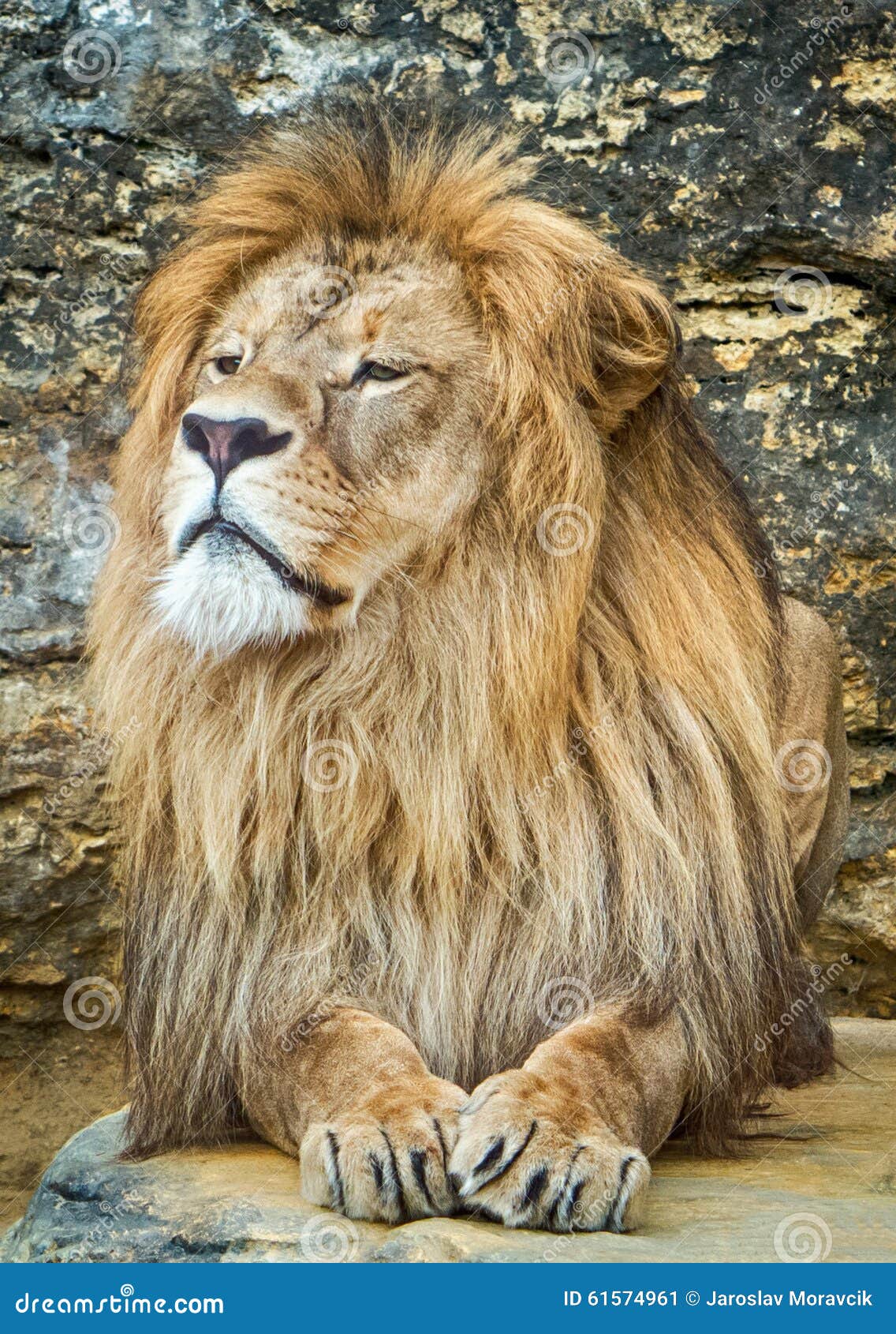 Posing lion stock image. Image of mane, male, wild, posing - 61574961