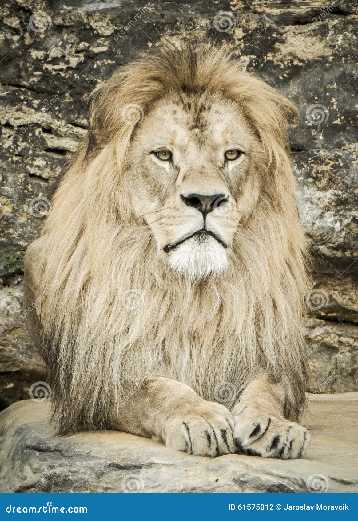 Posing lion stock photo. Image of animal, mane, bojnice - 61575012