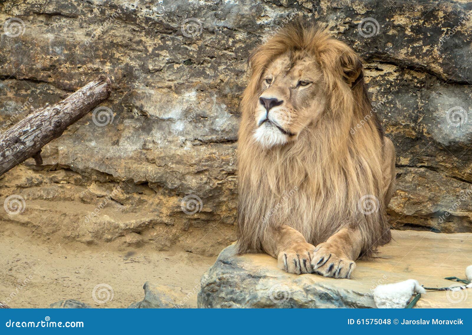 Posing lion stock photo. Image of male, wild, slovakia - 61575048