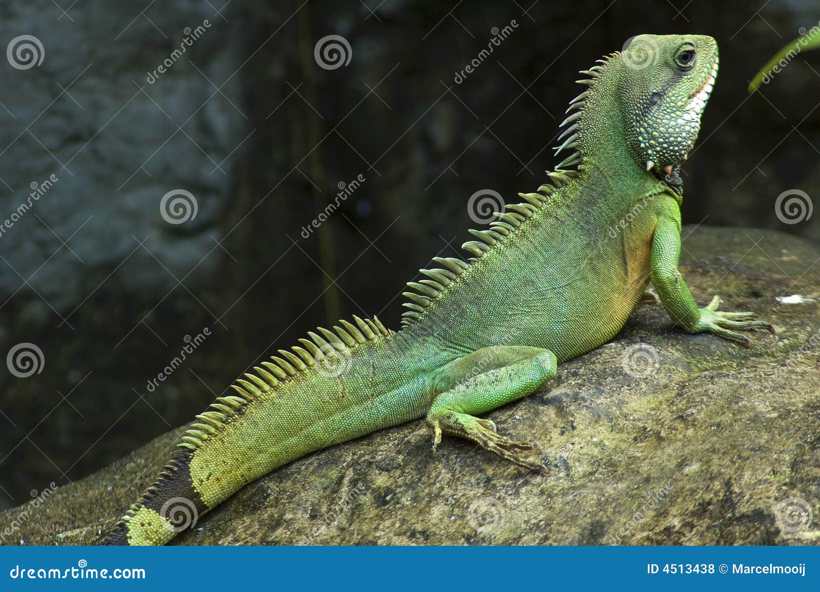 Posing Lizard stock photo. Image of resting, reptile, colors - 4513438