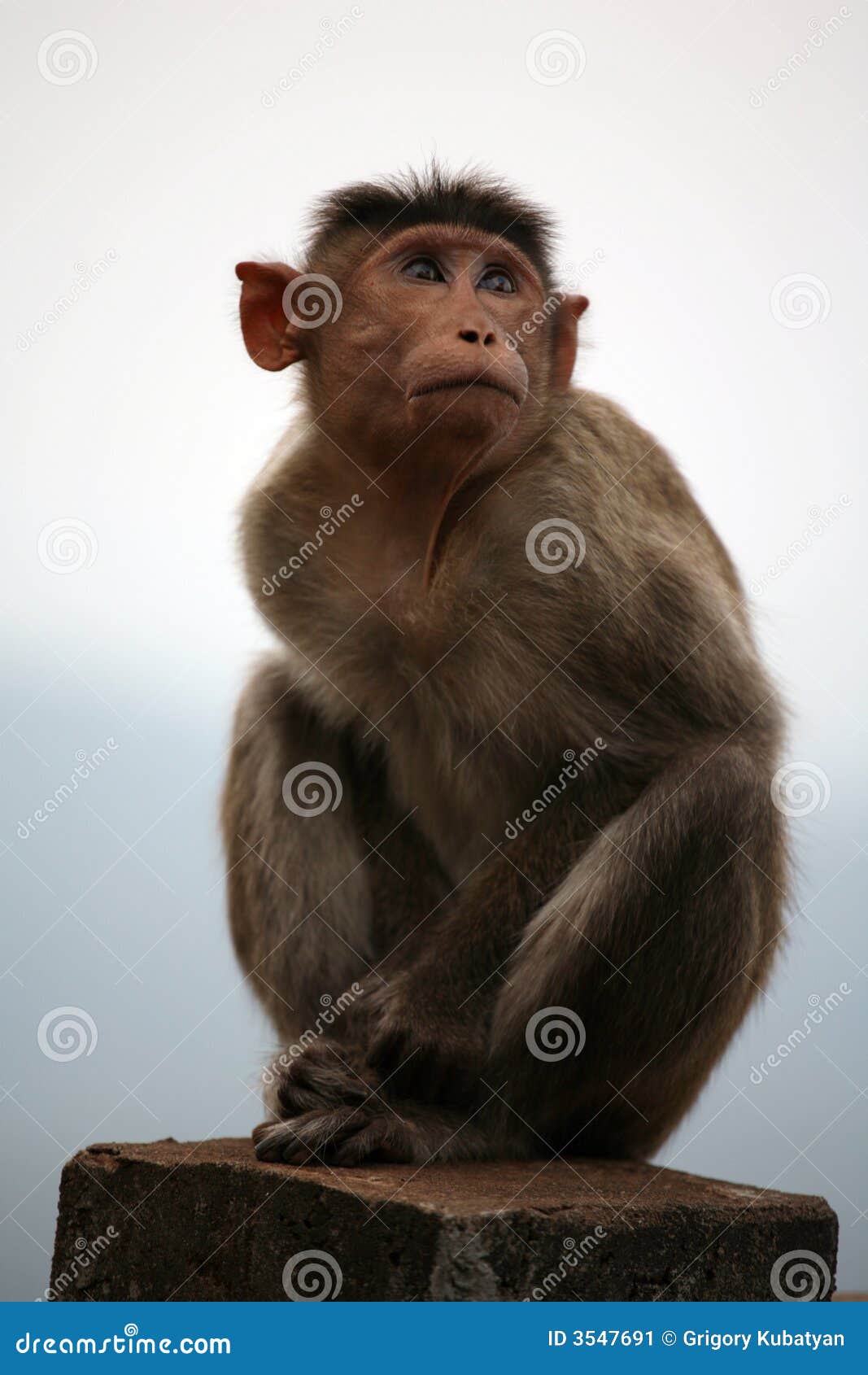 Posing monkey. stock image. Image of wild, endangered - 3547691