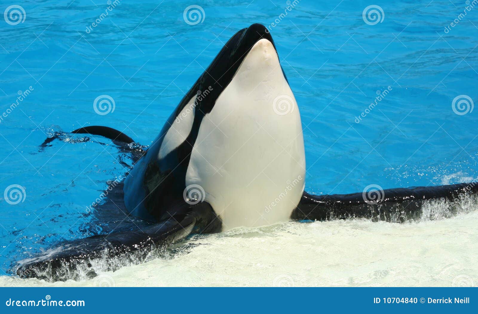 A Posing Orca editorial image. Image of water, orca, flipper - 10704840