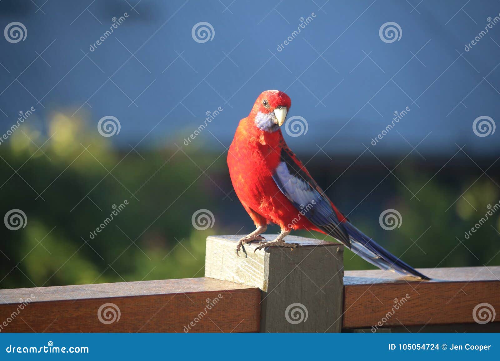 Posing Parrot 2 stock photo. Image of king, parrots - 105054724