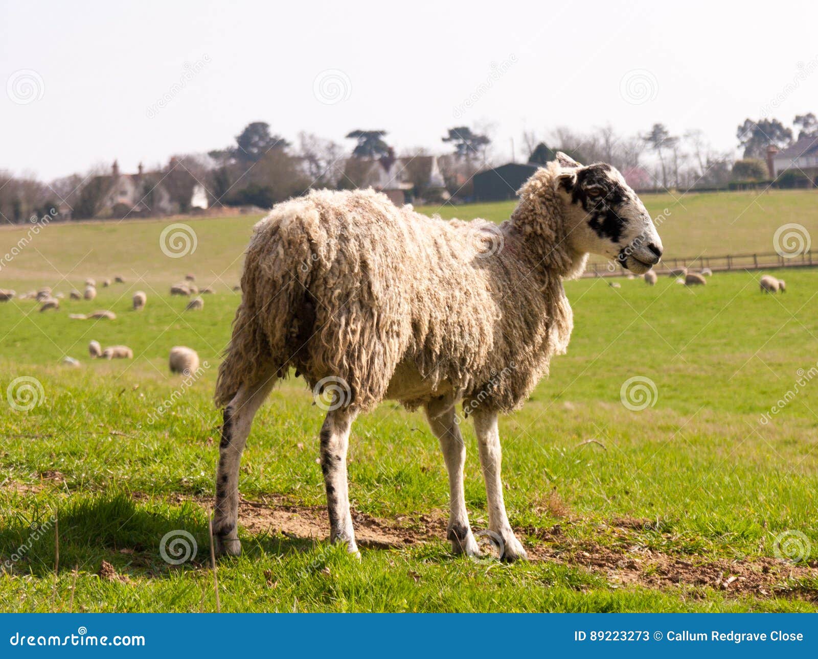 Posing Pregnant Sheep in a Farm Field Stock Image - Image of emotion ...