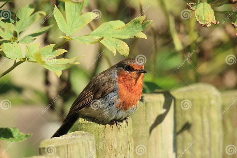 Posing red robin bird. stock image. Image of beaks, feathers - 9651705