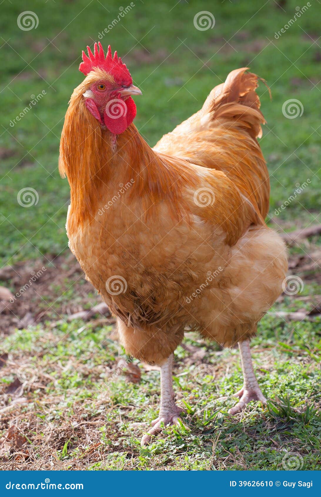 What Looks Like A Rooster