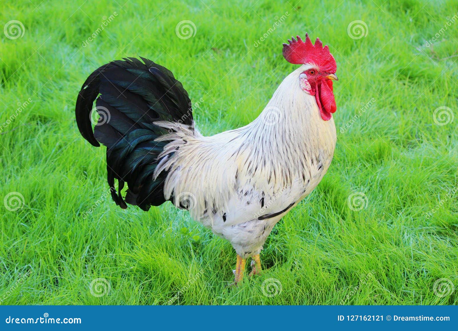 A Posing Rooster stock image. Image of nature, green - 127162121