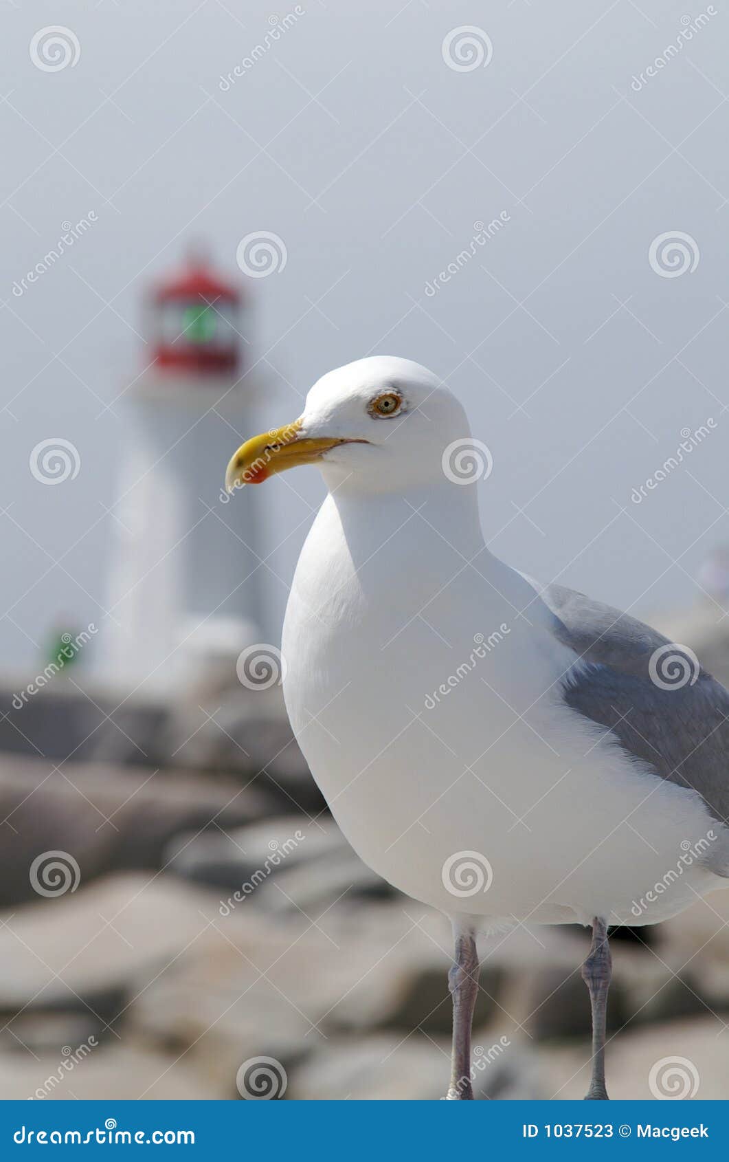 Posing Seagul stock image. Image of lighthouse, nova, gaze - 1037523