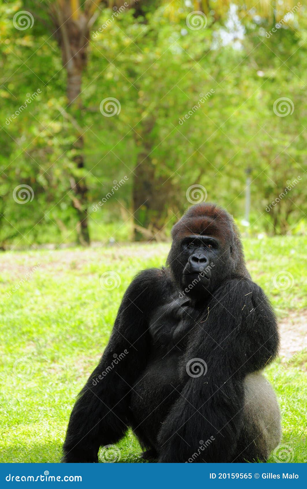 Posing Silverback Gorilla stock image. Image of portrait - 20159565