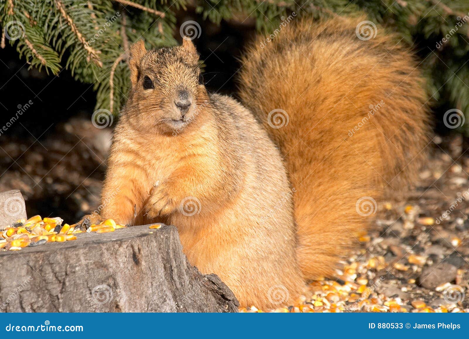 Posing Squirrel stock image. Image of nuts, nature, lazy - 880533