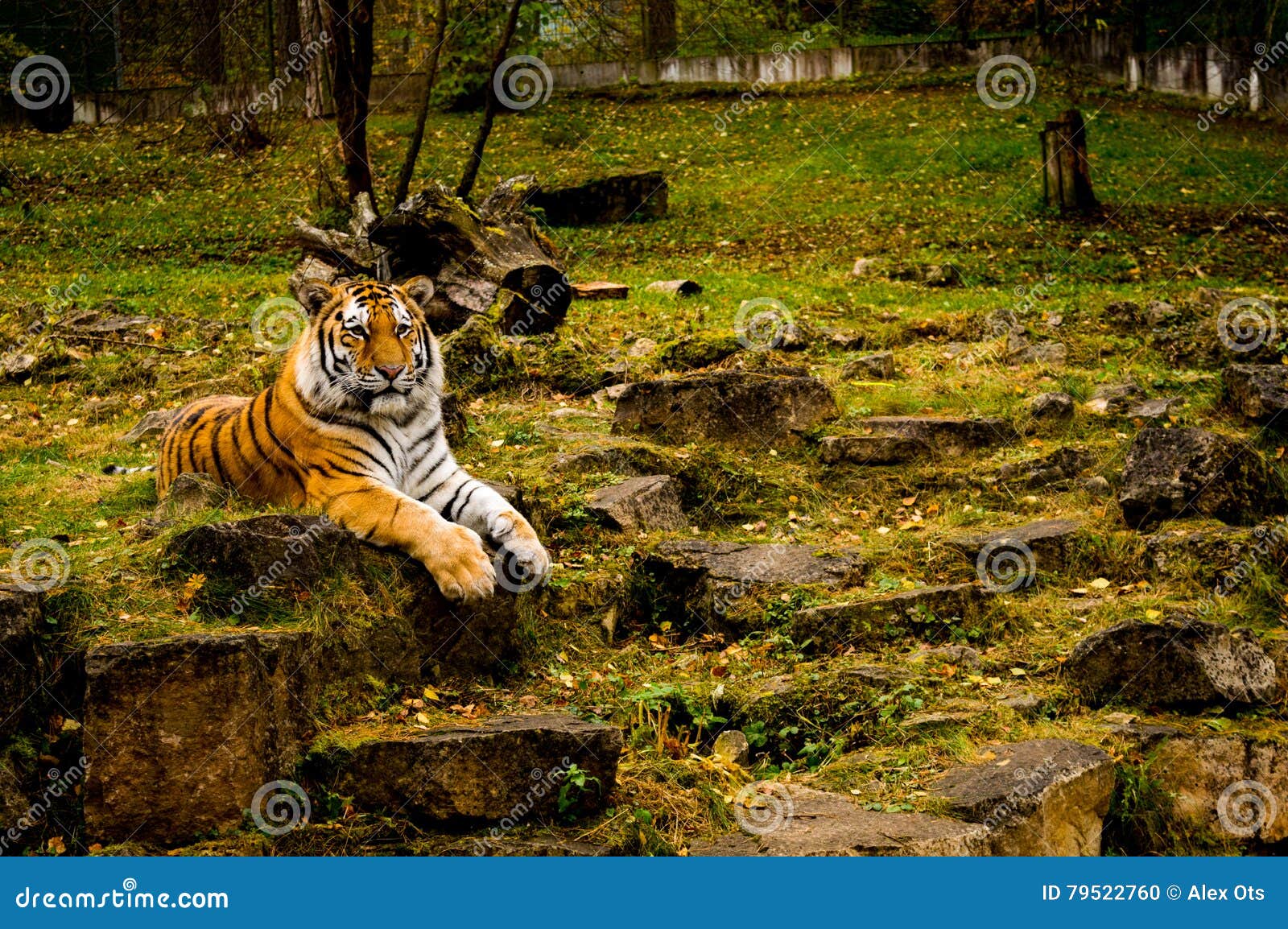 Posing tiger stock photo. Image of stones, tiger, cloudy - 79522760