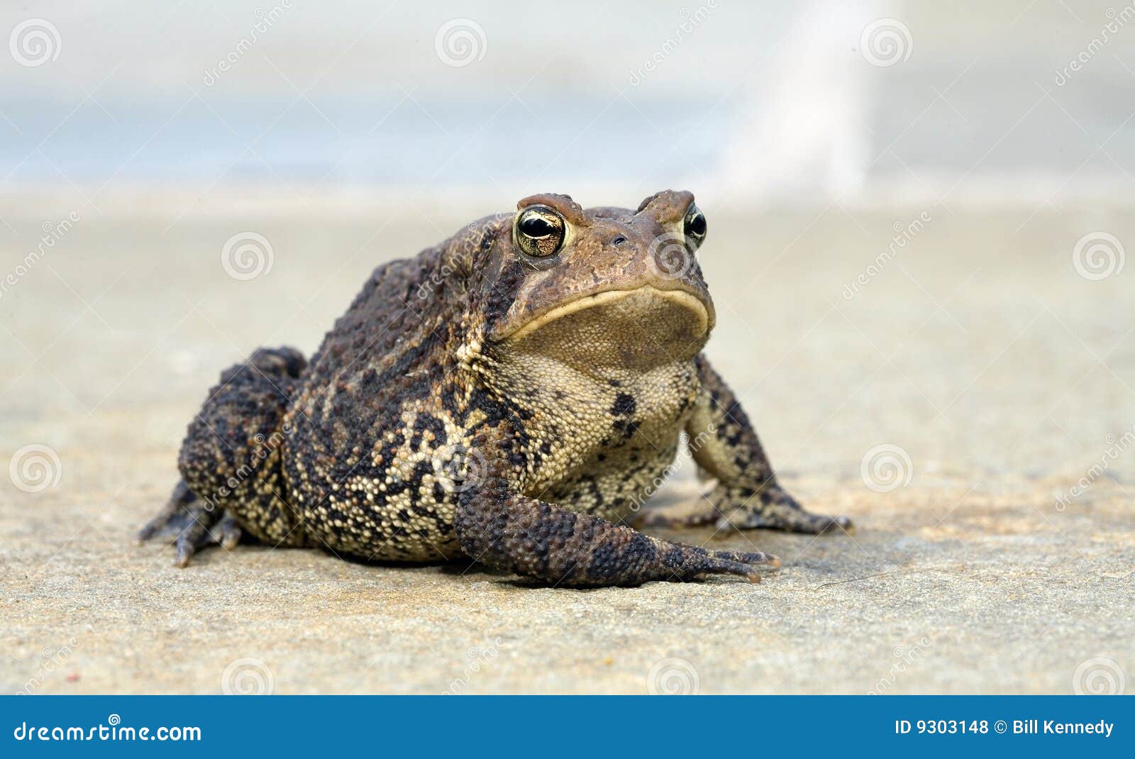 Posing Toad stock photo. Image of prince, jump, pose, ugly - 9303148