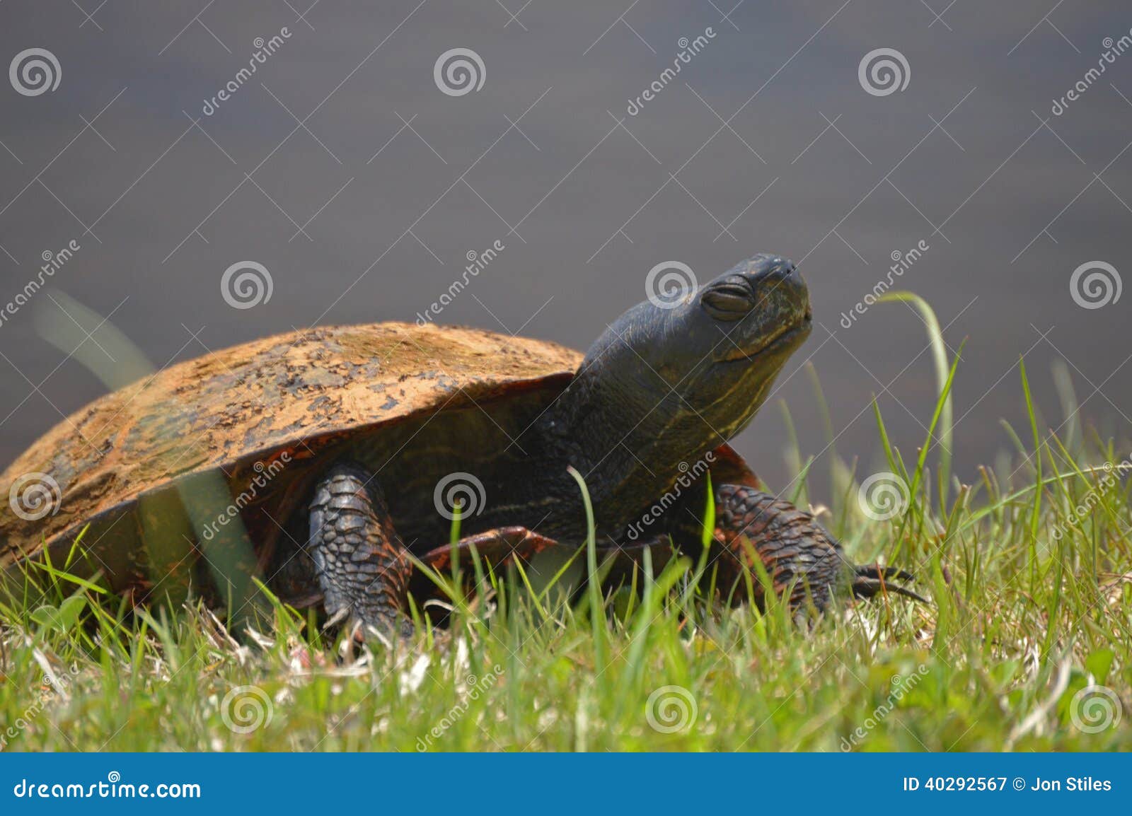 Posing Turtle stock image. Image of turtle, sunning, belly - 40292567