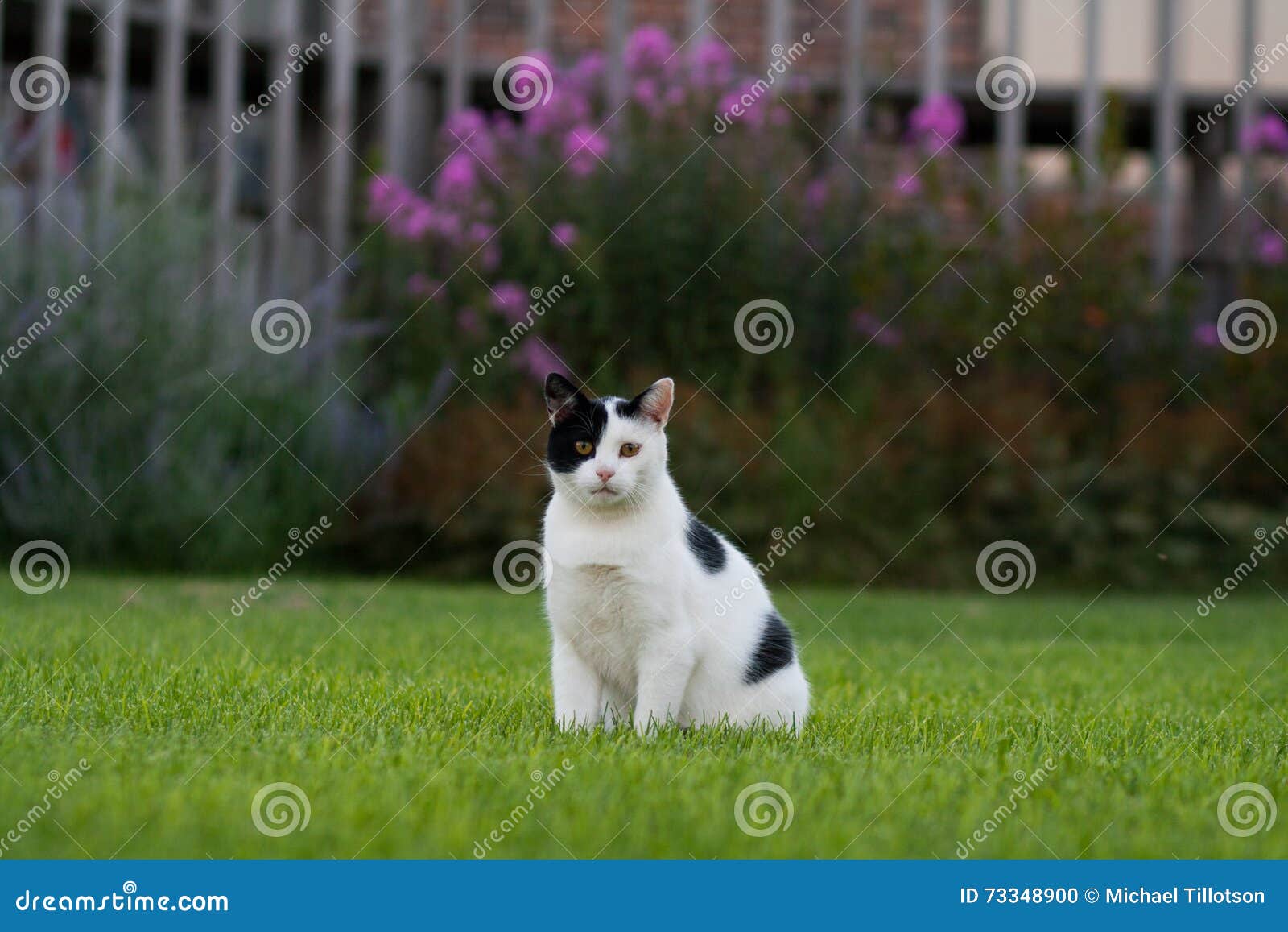 Posing White & Black Cat Stock Photo - Image of looking, handsome: 73348900