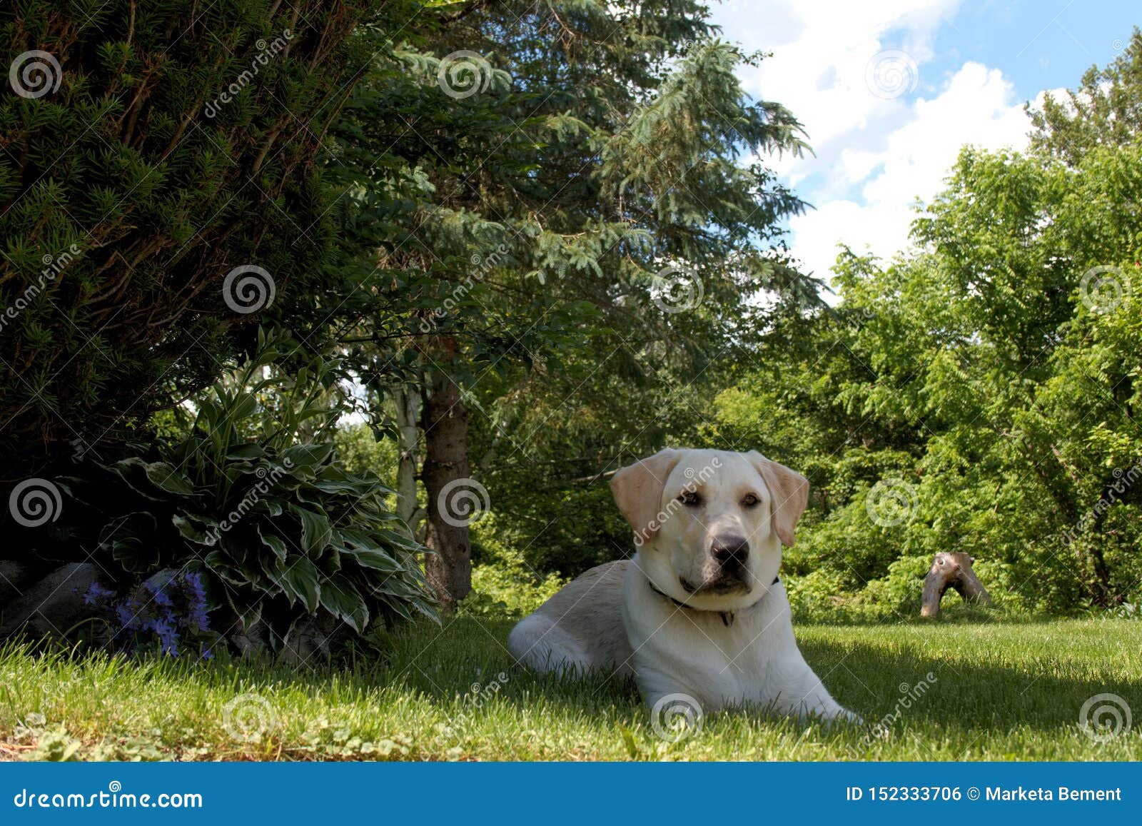 Posing Yellow Labrador Retriever in Garden Stock Photo - Image of ...