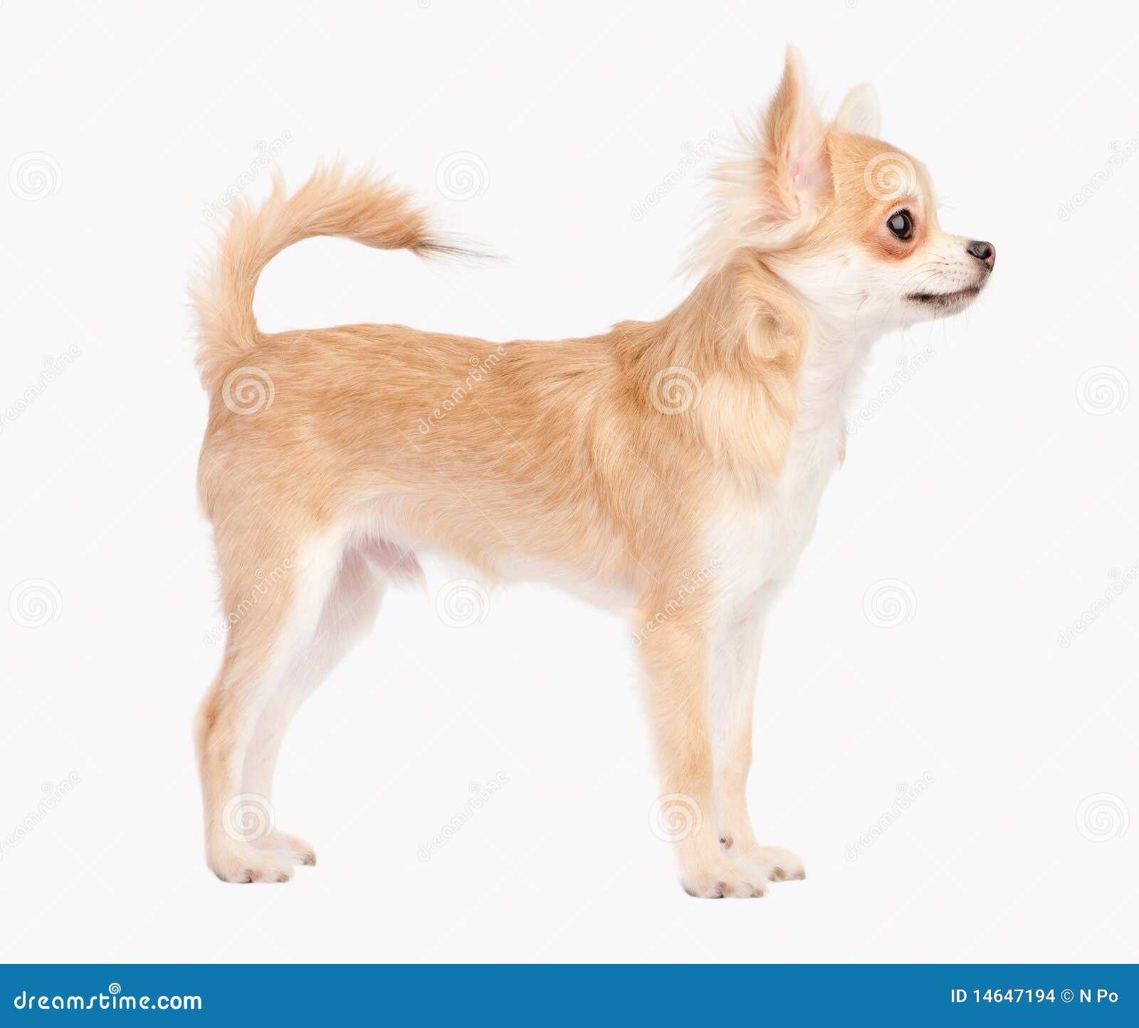 Young Chihuahua Dog Stacking In Show Position Stock Photography ...