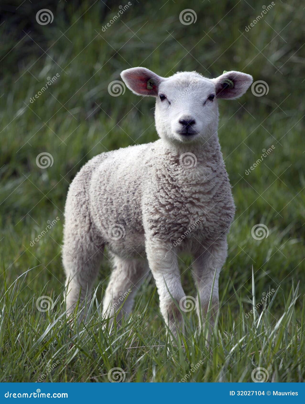 Posing young lamb stock photo. Image of watching, staring - 32027104