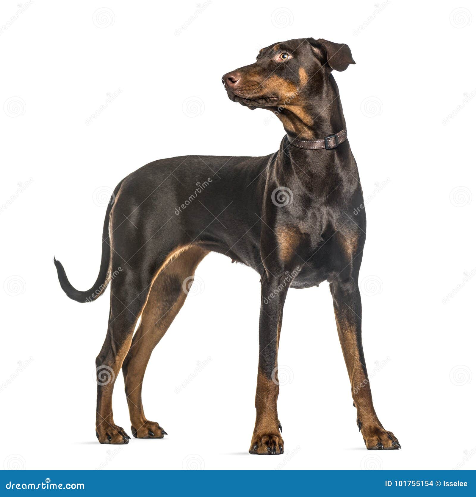 Position Attentive De Pinscher De Dobermann, D'isolement Photo stock ...