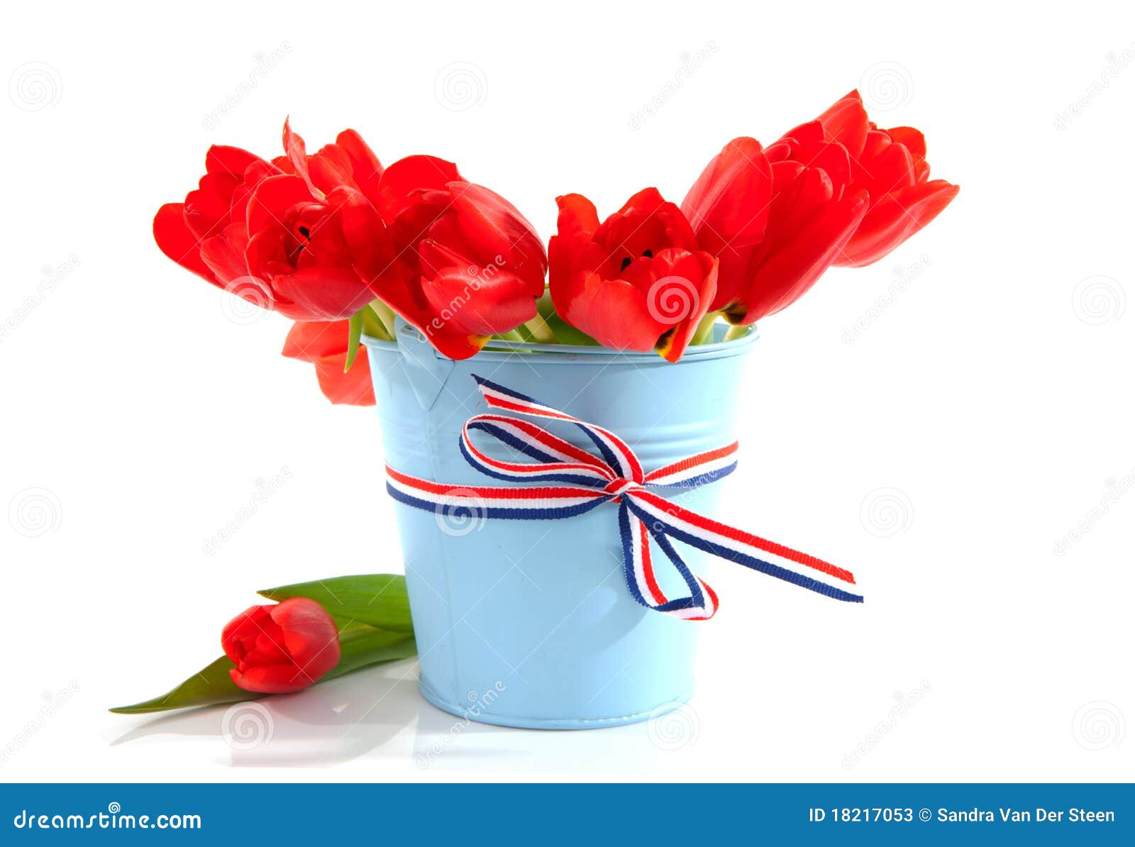 Position Bleue Avec Les Tulipes Rouges Image stock - Image du tulipe ...
