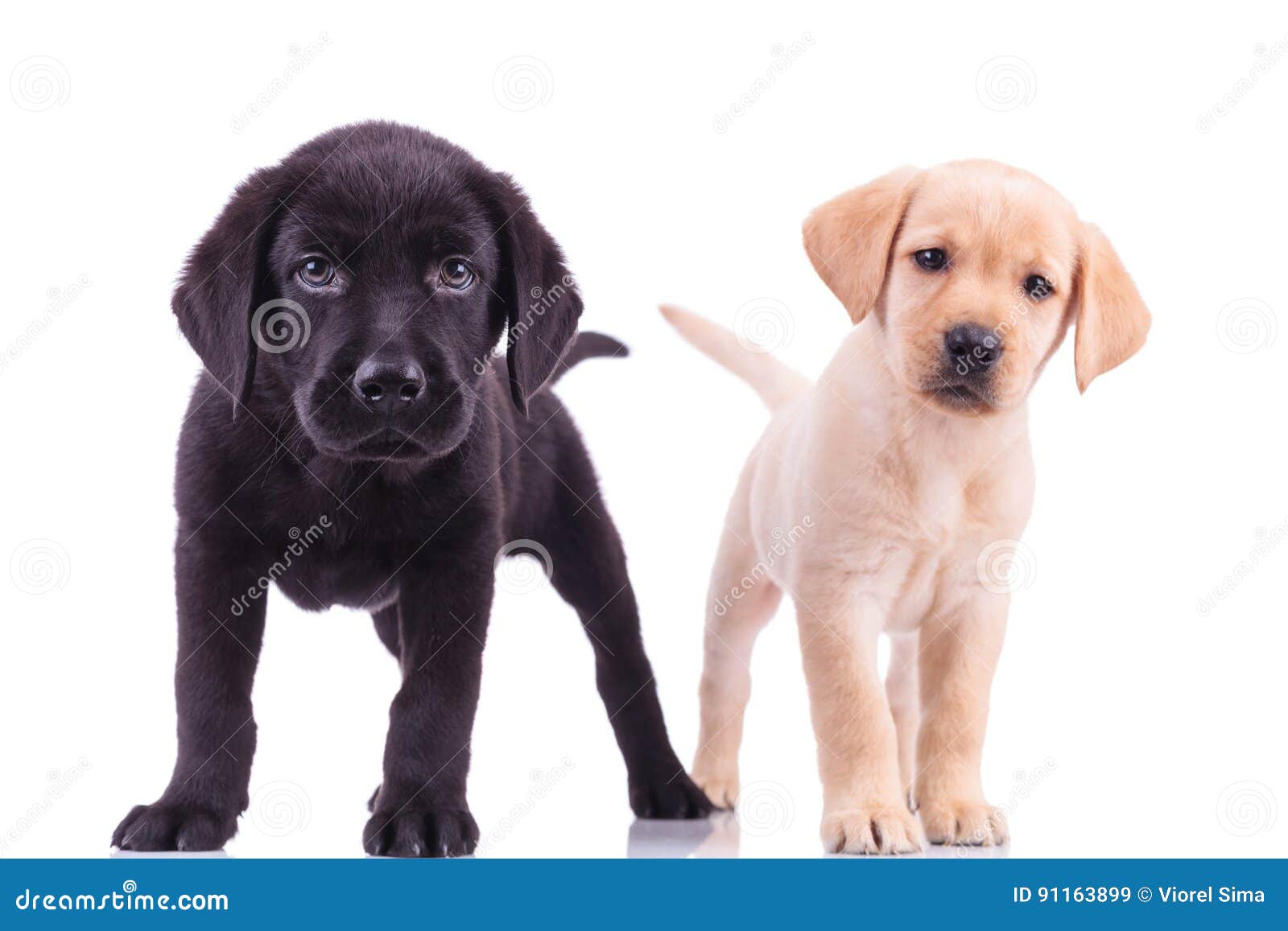 Position Curieuse De Deux Petite Chiots De Labrador Retriever Image ...