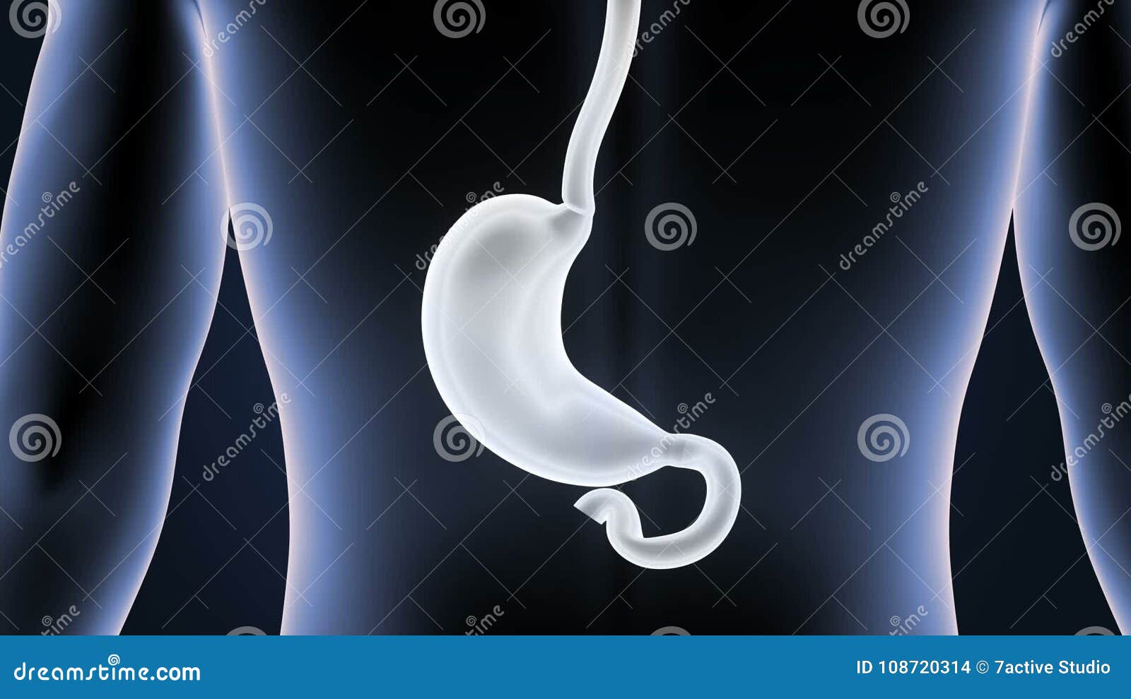 Position D'estomac Au Corps Humain Banque De Vidéos - Vidéo du ...