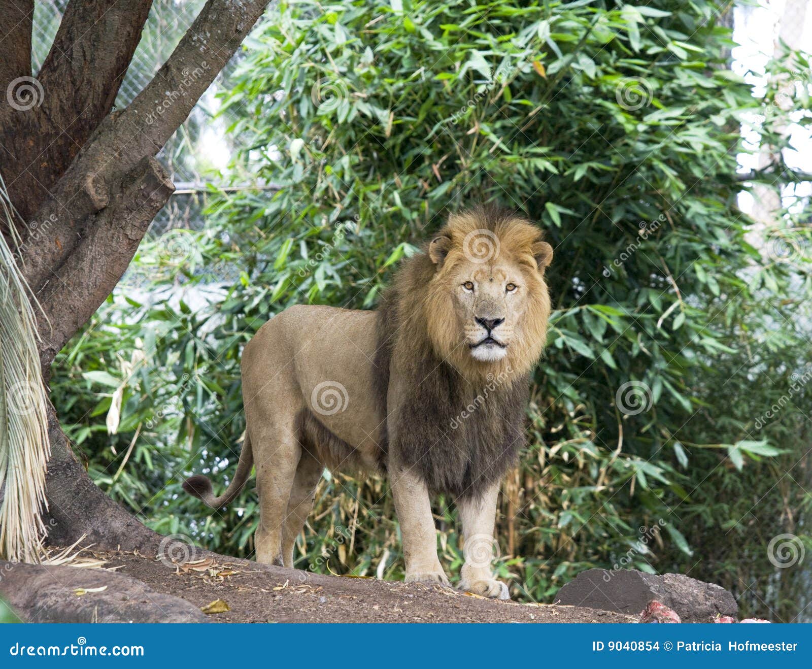 Position de lion photo stock. Image du animal, captif - 9040854