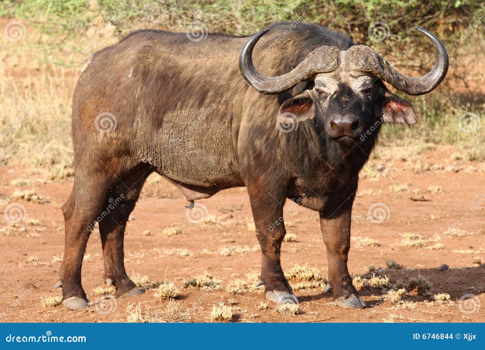 Buffle De L'Afrique Se Tenant Sur La Route Image. Image: 6746844