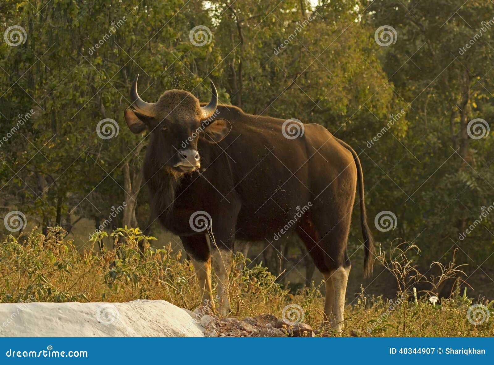 Position Femelle De Gaur D'Indien Image stock - Image du mythologie ...