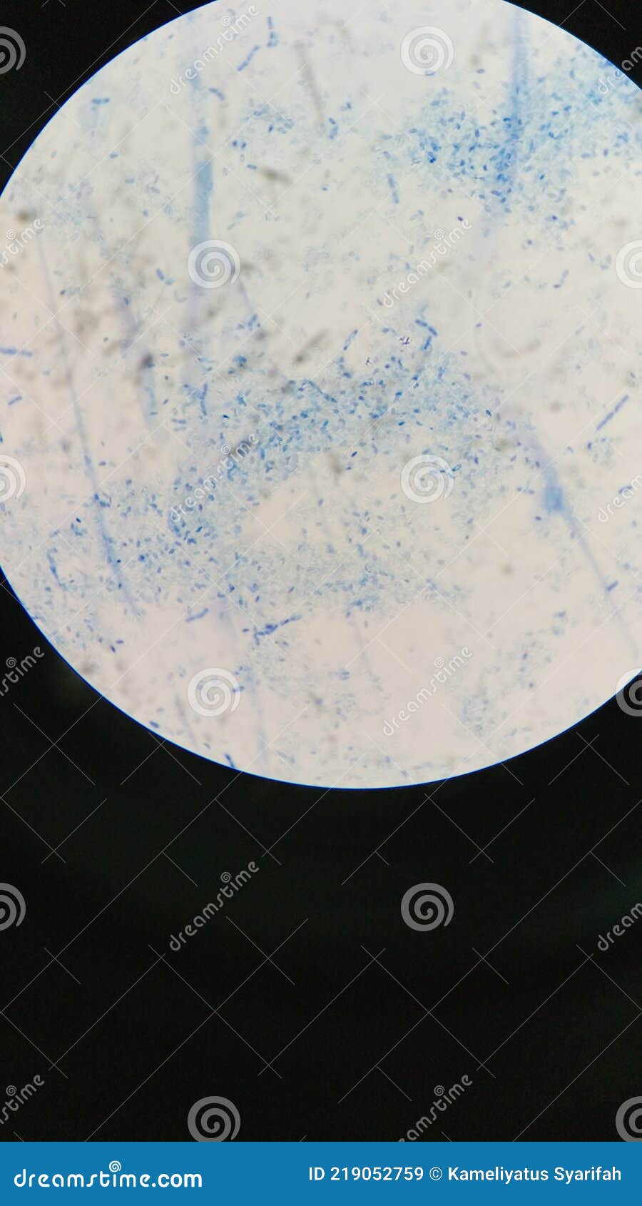 Positive bacteria stock image. Image of lighting, purple - 219052759