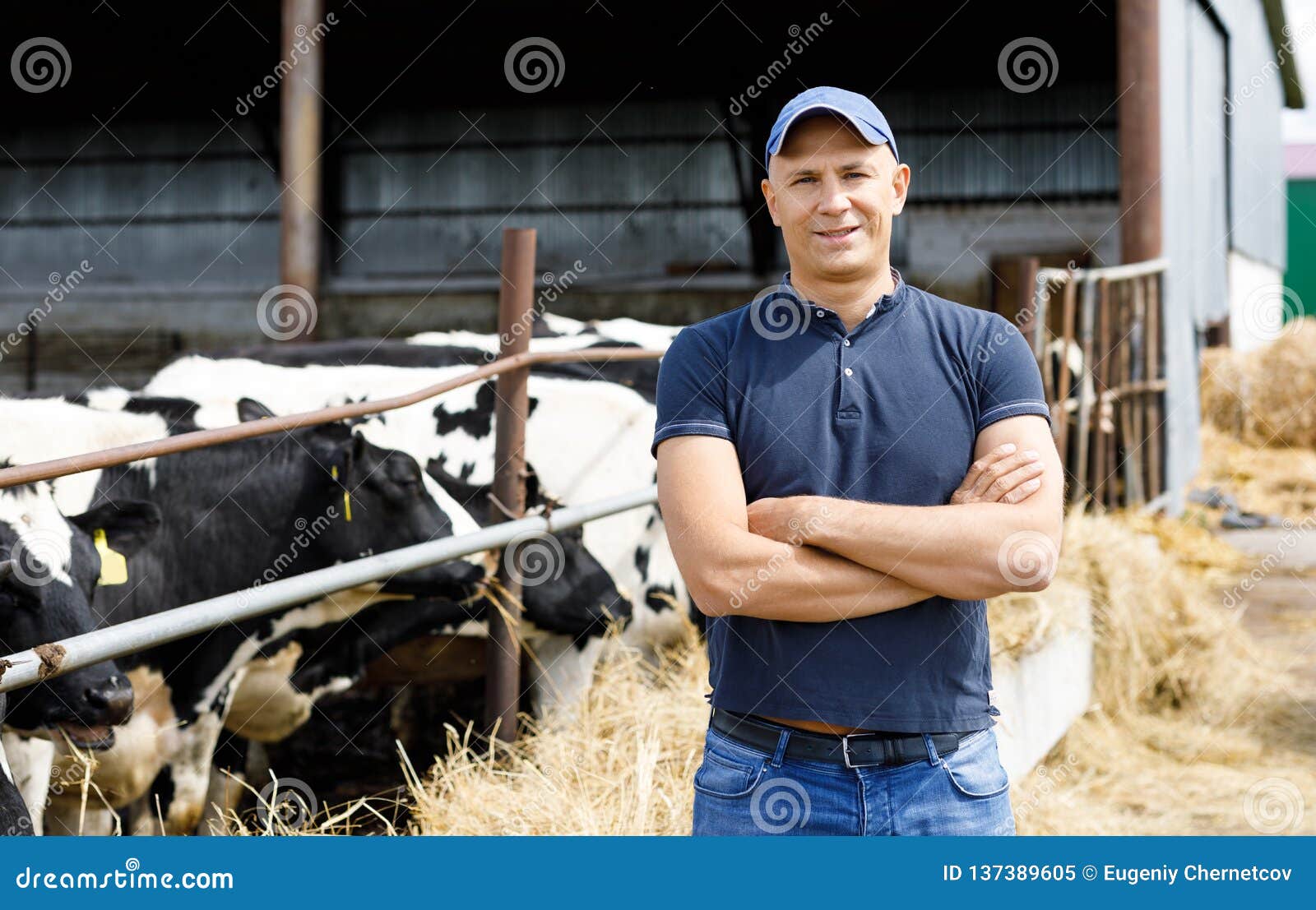 Positive farmer with cows stock image. Image of industry - 137389605