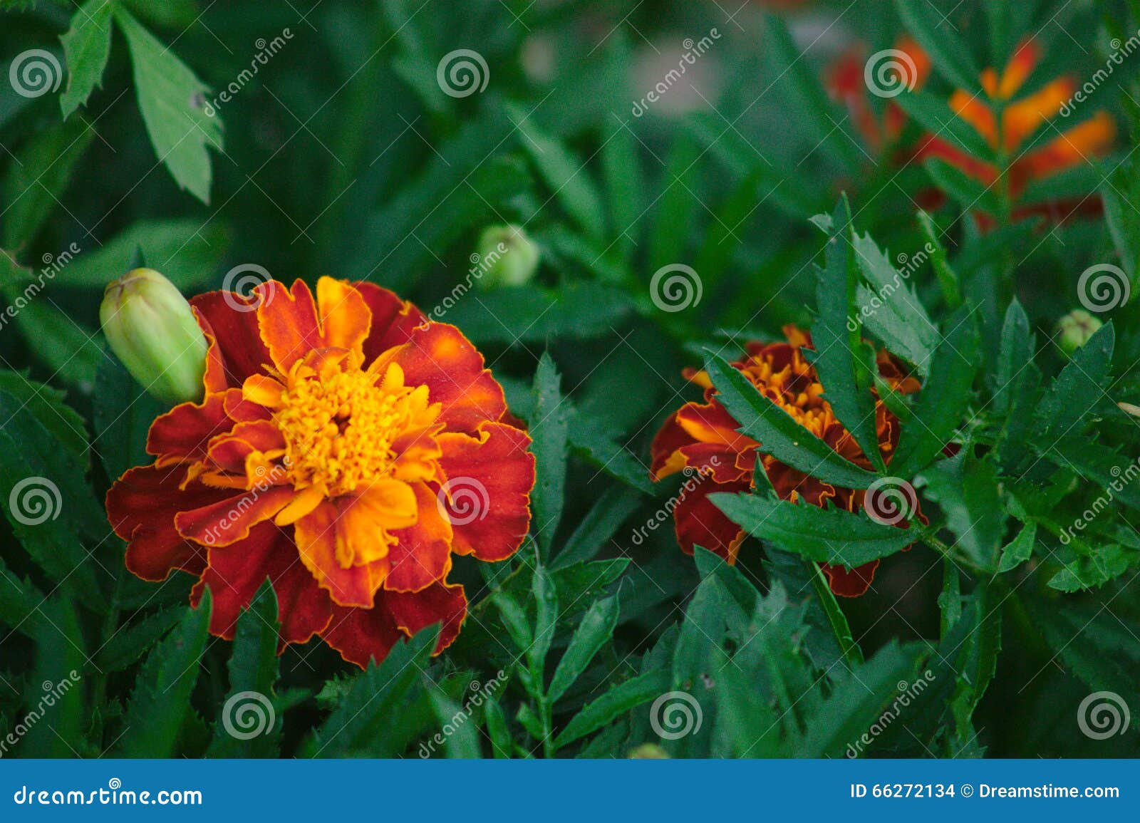 Positive Flower stock photo. Image of green, garden, pretty - 66272134