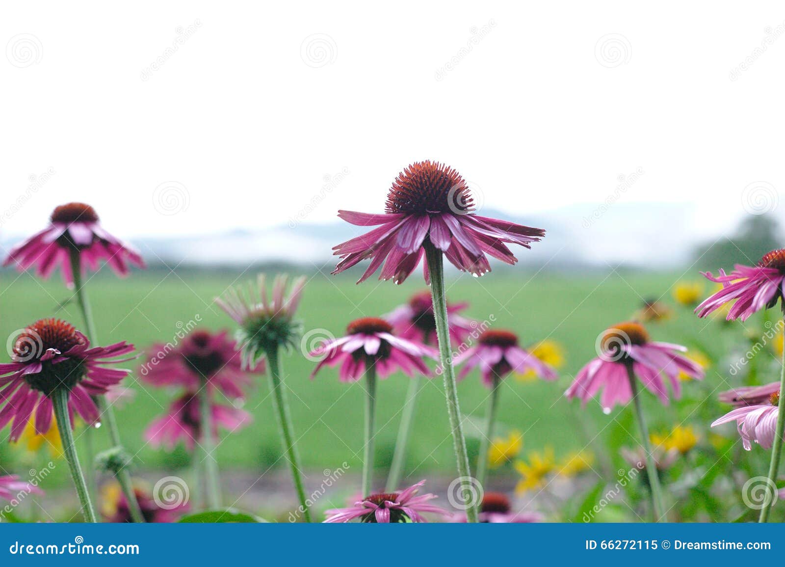 Positive Flowers Looking Up Stock Image - Image of positive, leaf: 66272115