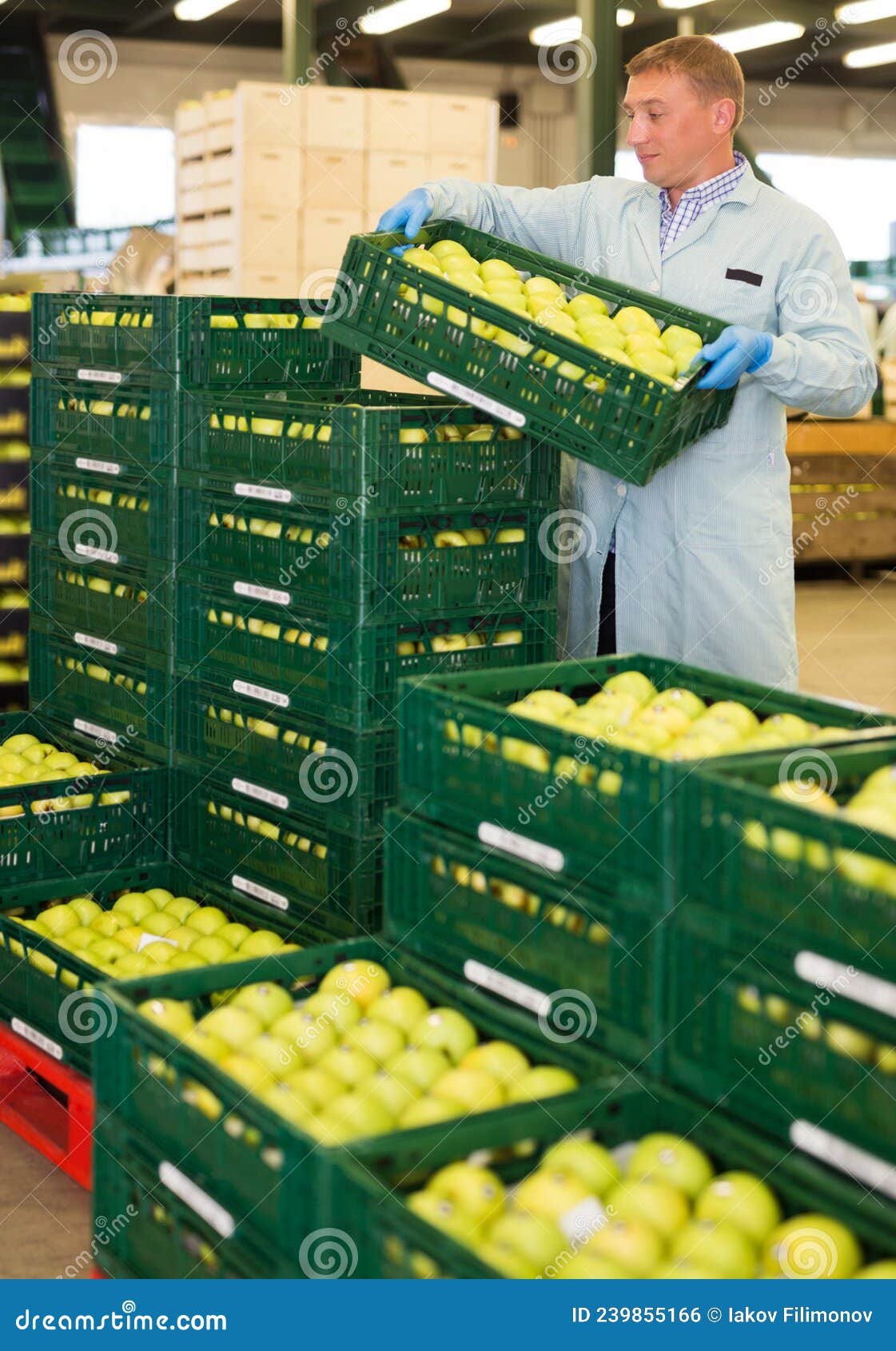 Man Stacking Boxes with Selected Apples Stock Photo - Image of crates ...