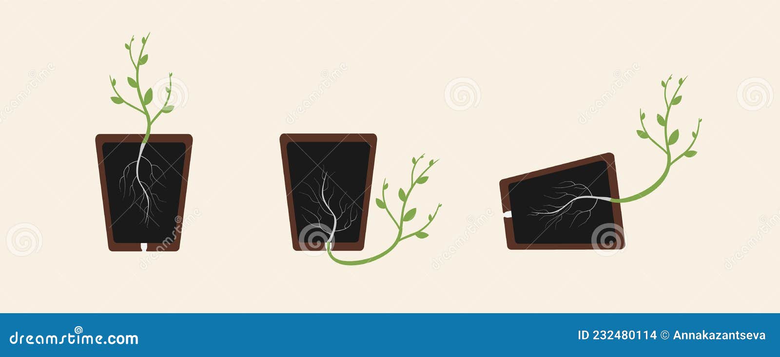 Gravitropism Diagram Clip Art