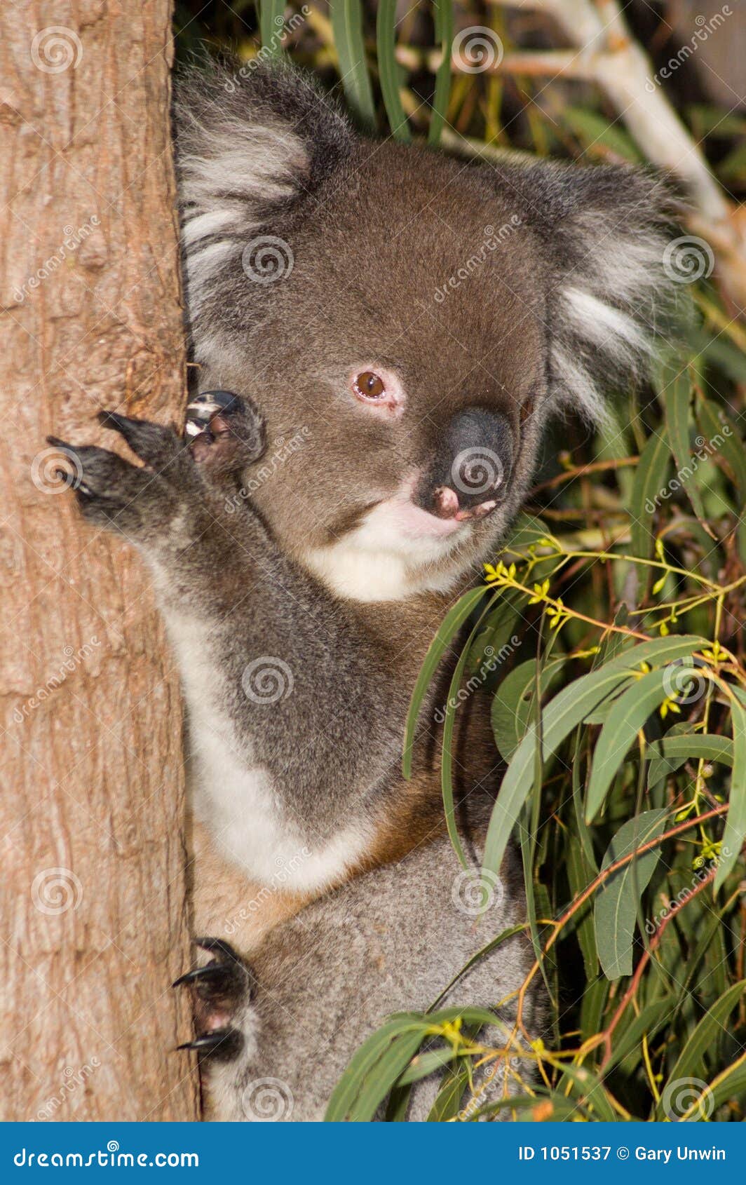 Posizione del Koala immagine stock. Immagine di nave, siedasi - 1051537