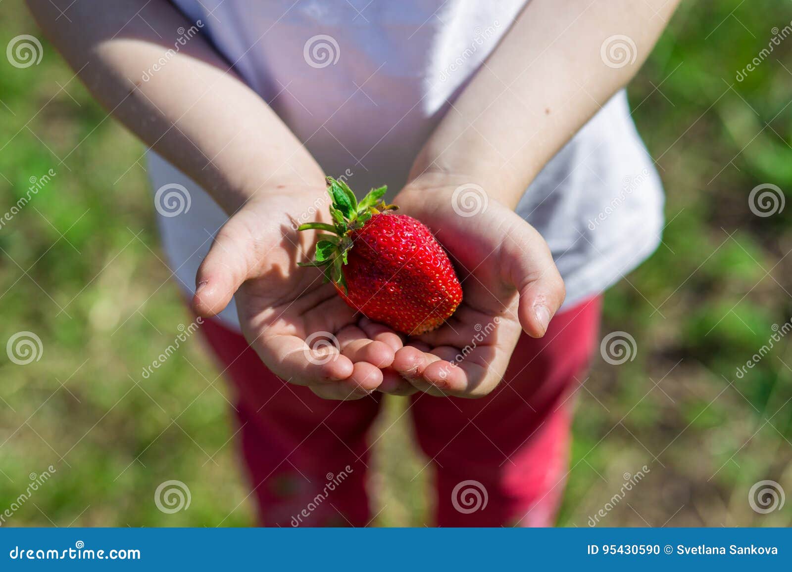 Posse Da Menina Uma Morango Grande Foto de Stock - Imagem de jardim ...