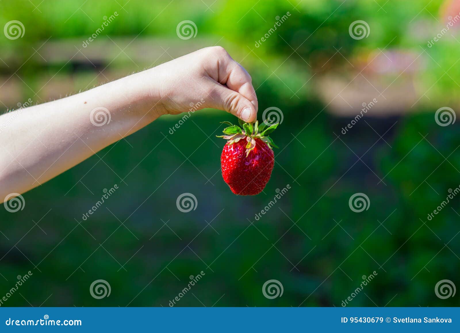 Posse Da Menina Uma Morango Grande Imagem de Stock - Imagem de jardim ...