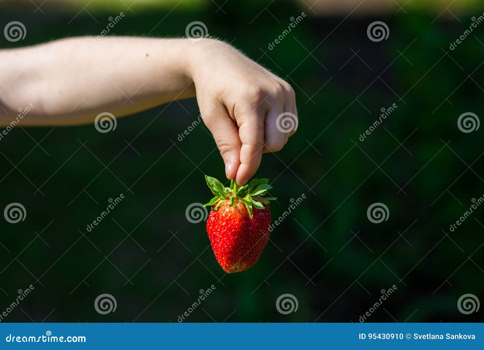 Posse Da Menina Uma Morango Grande Foto de Stock - Imagem de sorriso ...