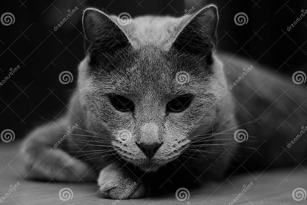 Possessed cat stock photo. Image of scary, possessed - 49661204