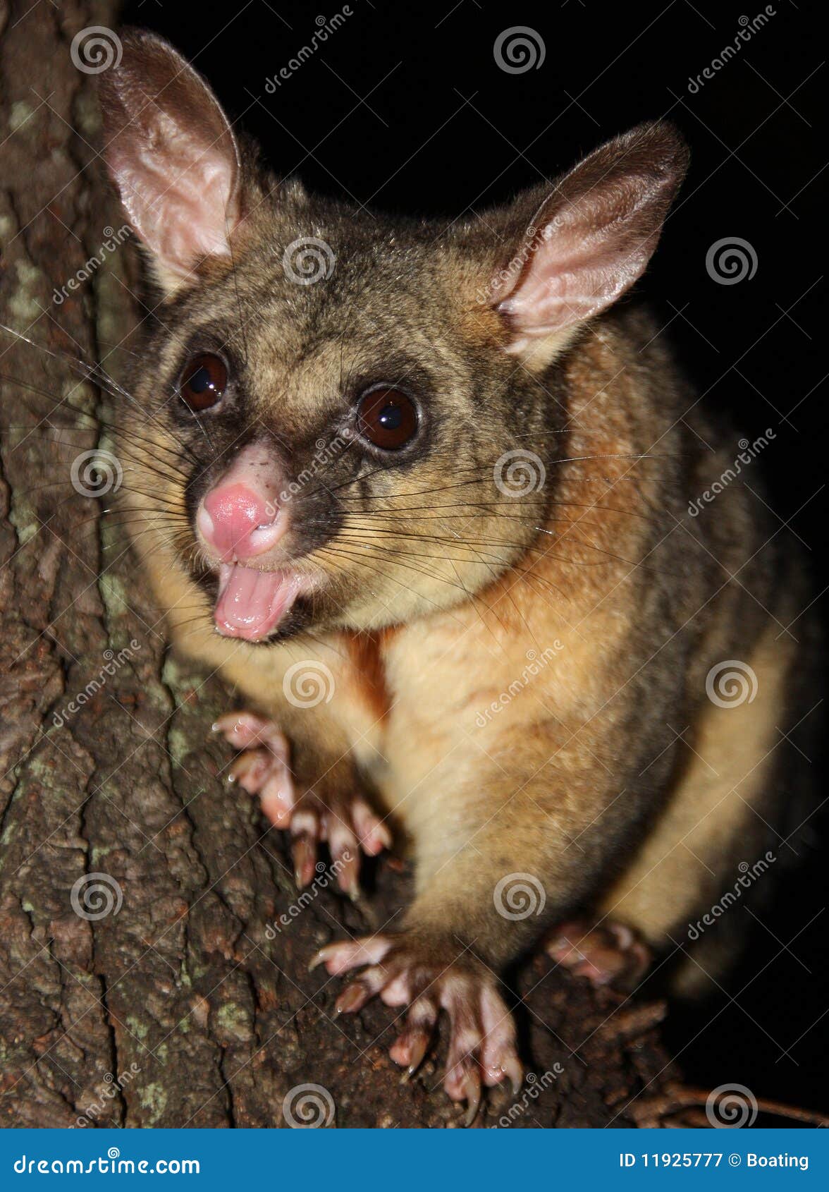 Possum stock image. Image of tree, possum, mammal, rodent - 11925777