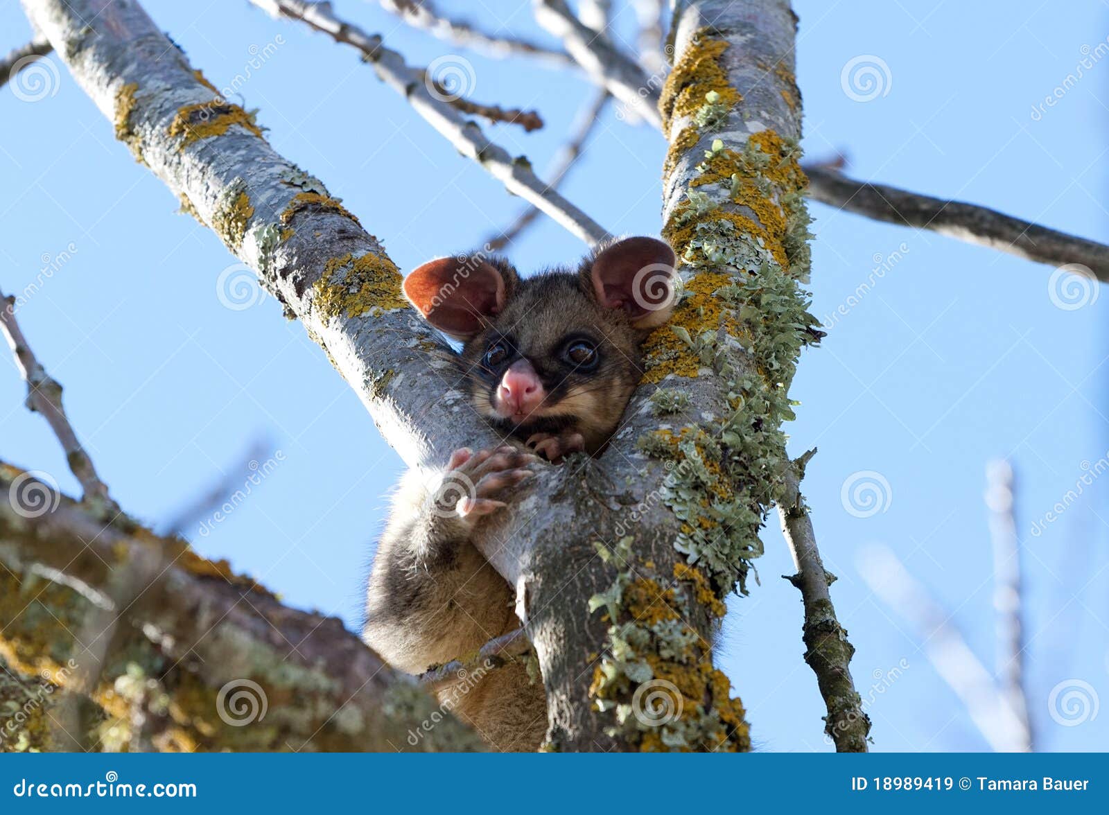 Possum stock image. Image of cute, possum, tree, marsupial - 18989419