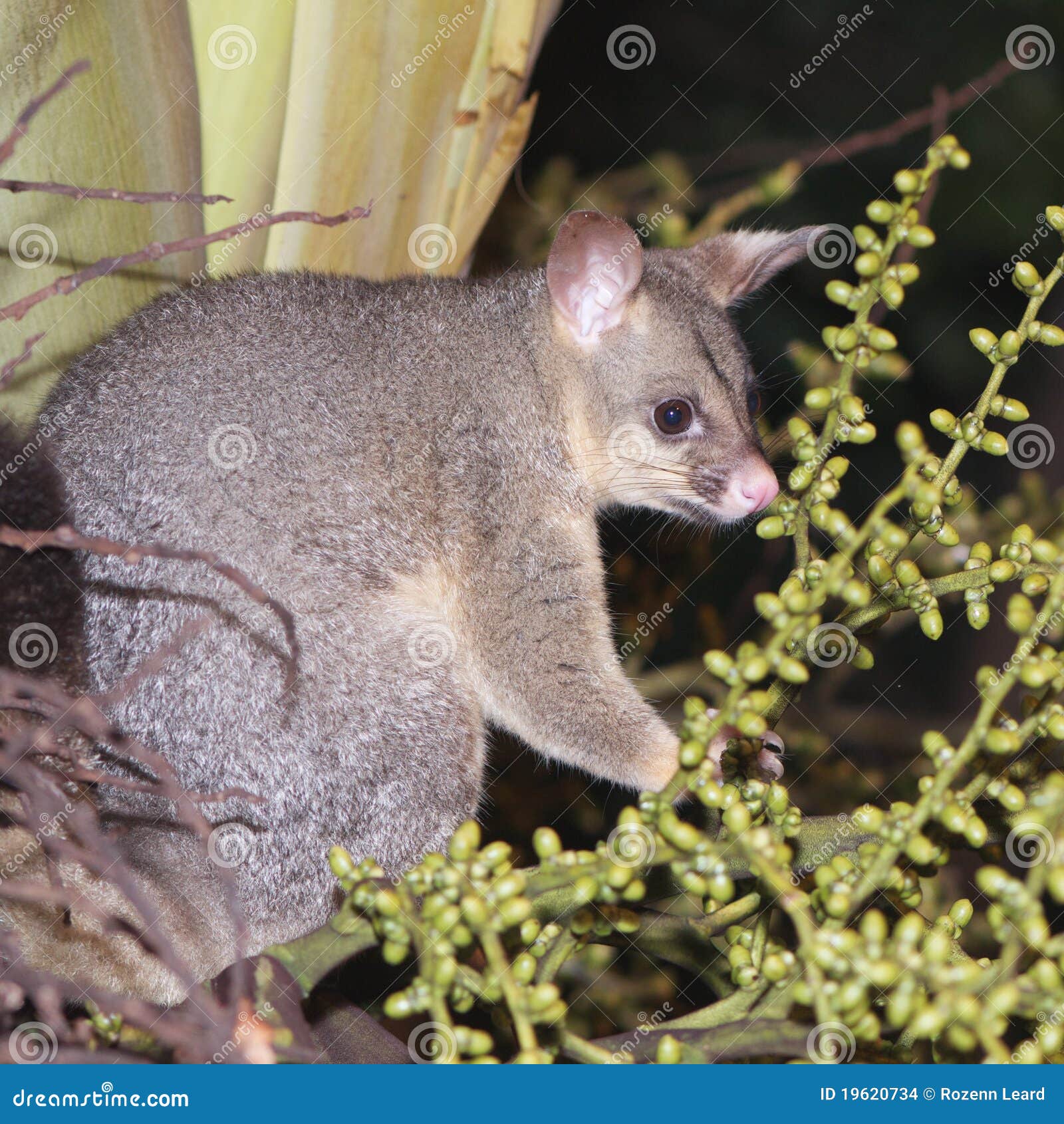 Possum stock photo. Image of opossum, wildlife, pest - 19620734