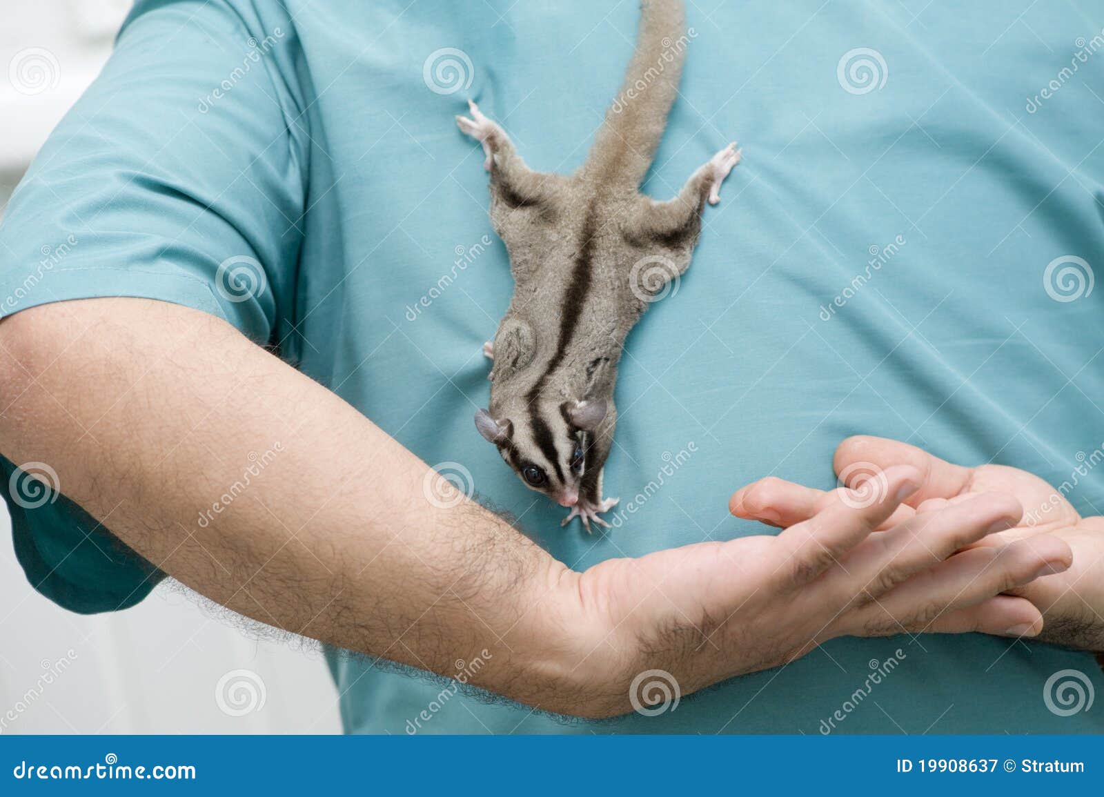 Possum stock image. Image of animal, hospital, australia - 19908637