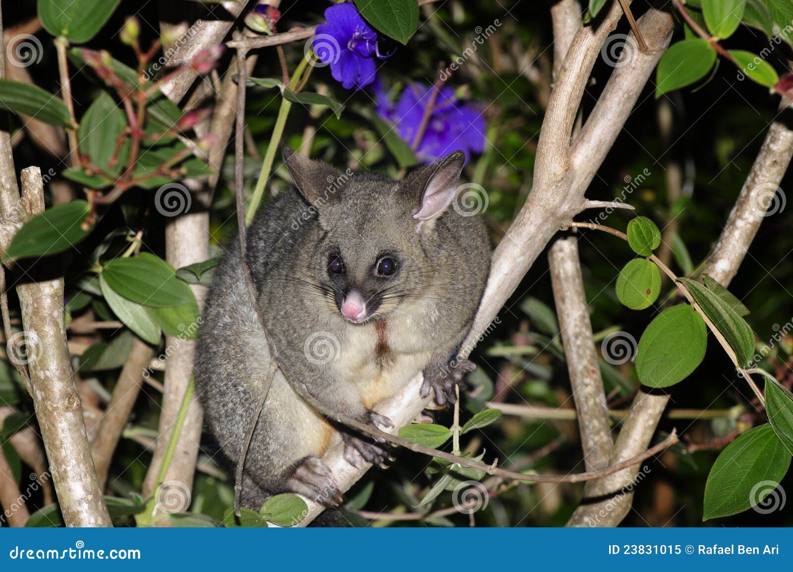 Possum stock image. Image of bitten, holding, hungry - 23831015